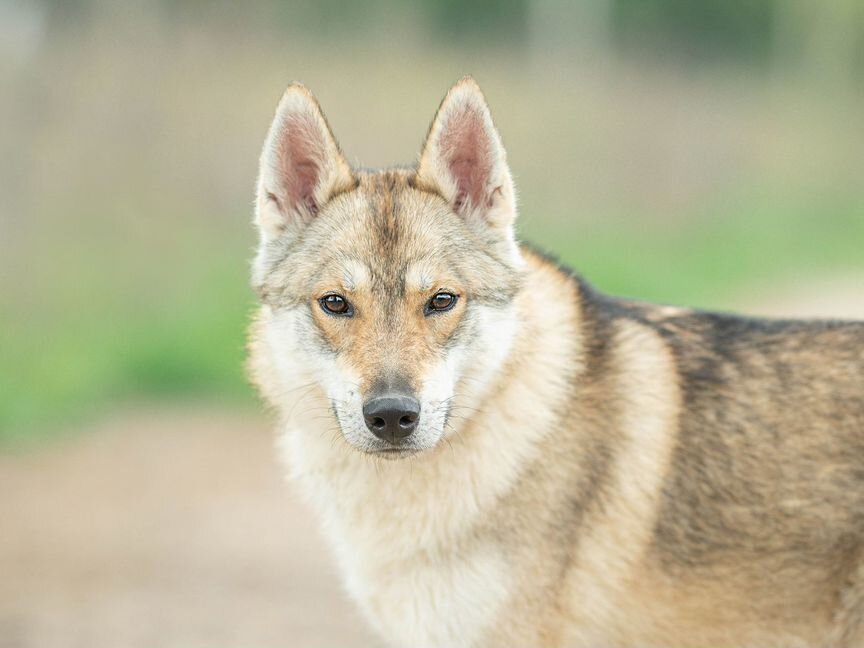 Метис хаски ищет дом