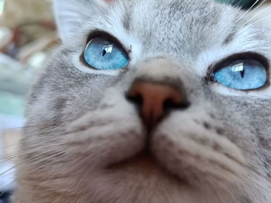 Тайский котик