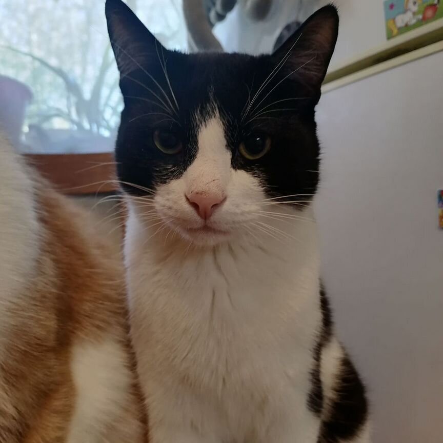 Кошка