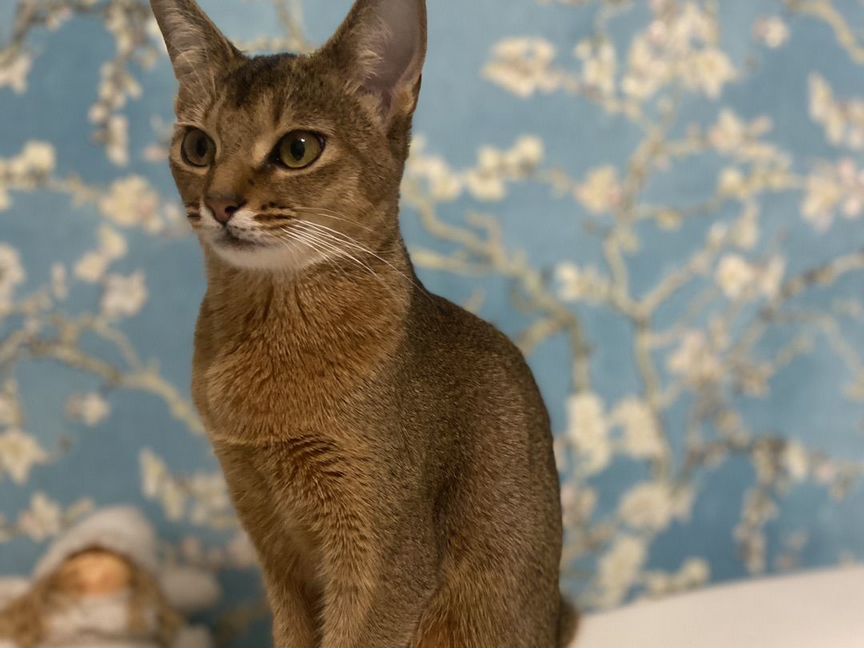 Абиссинская кошка вязка