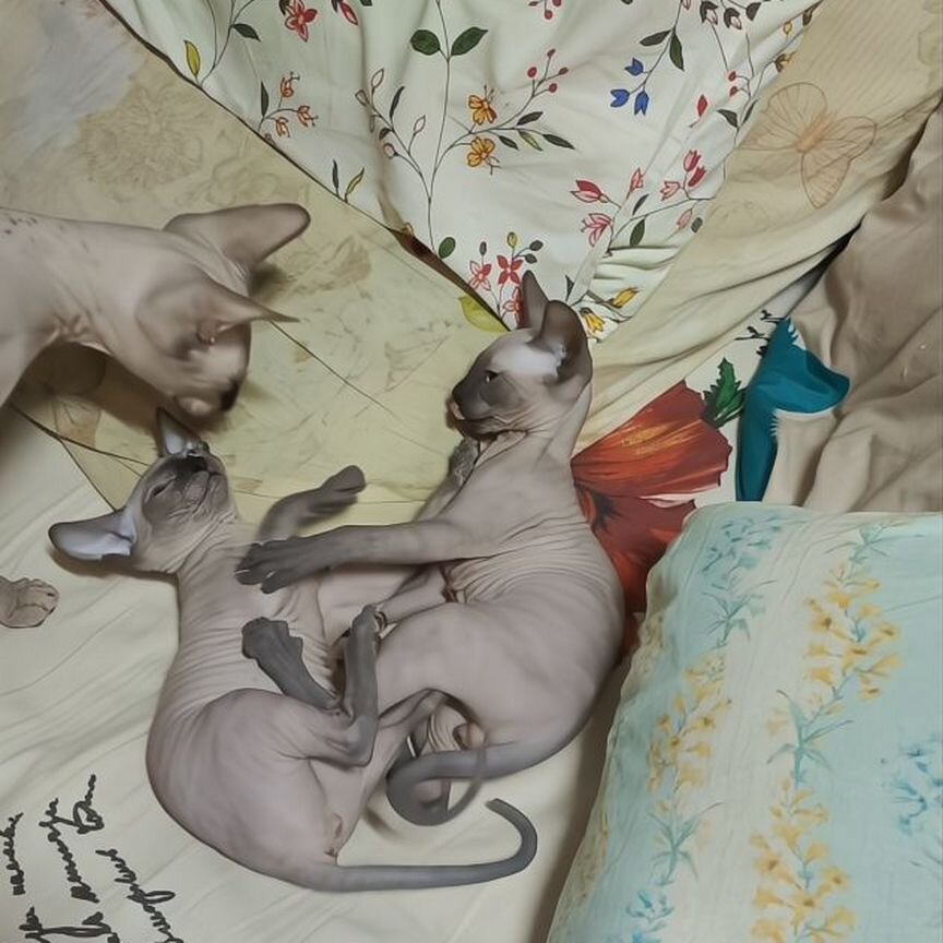 Канадский сфинкс котёнок