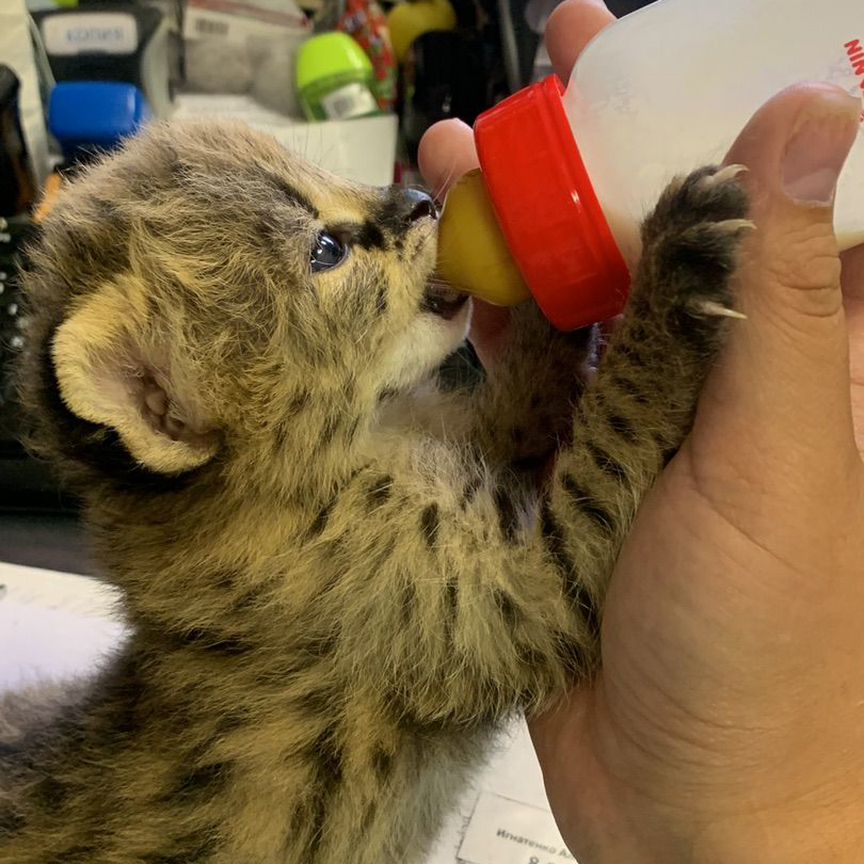 Котята саванна ф1