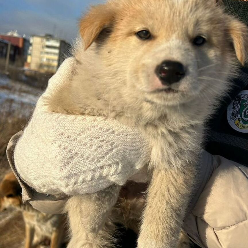 Щенок в беде