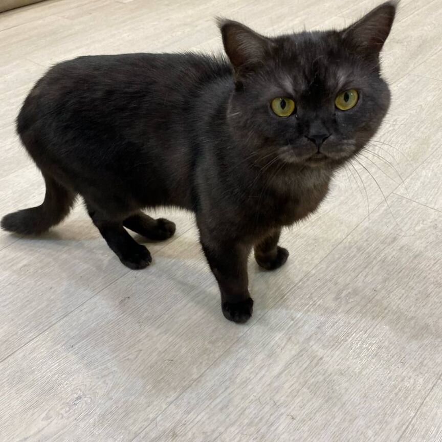 Британский короткошёрстный, взрослый кот