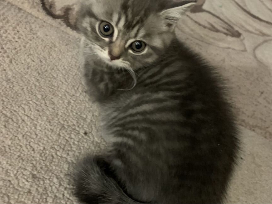 Шотландская кошечка