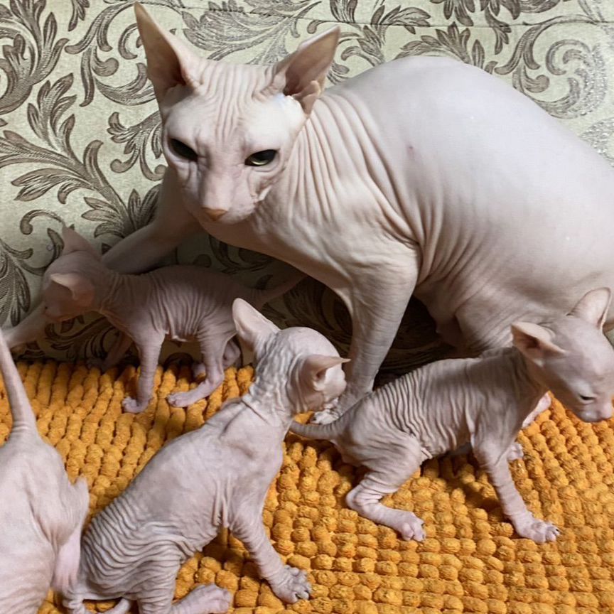 Канадский сфинкс котёнок