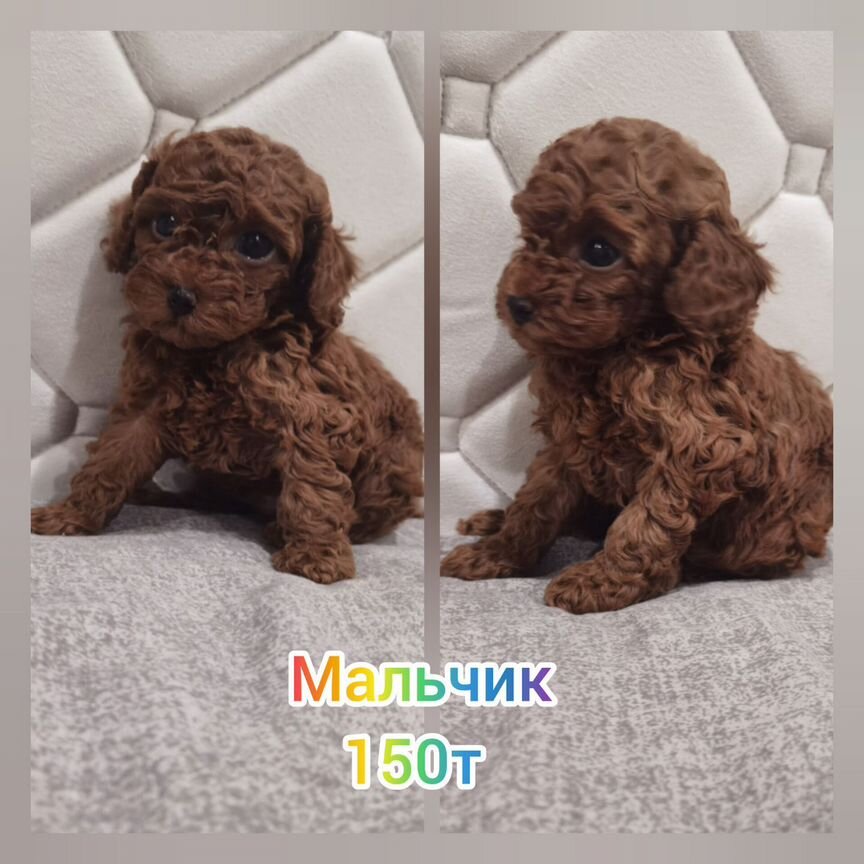 Мальтипу премиум сласса мальчики