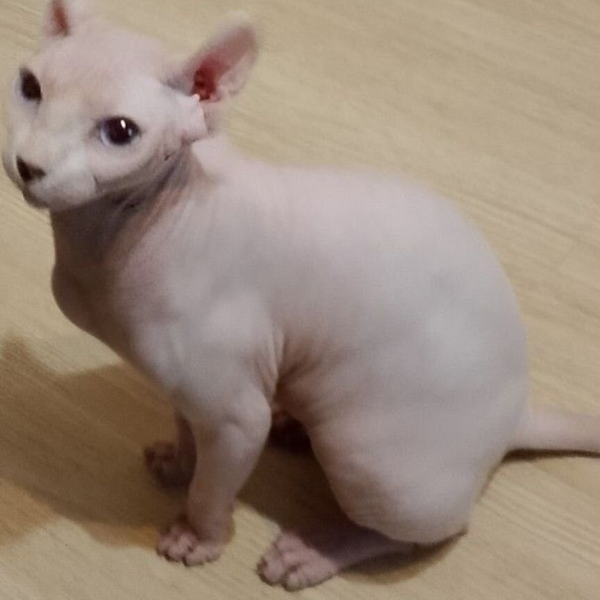 Эльф котёнок