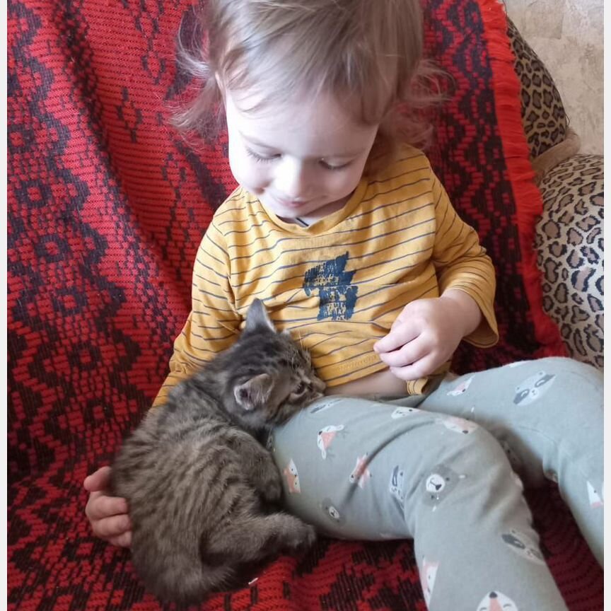 Отдадим красивых котят в добрые руки