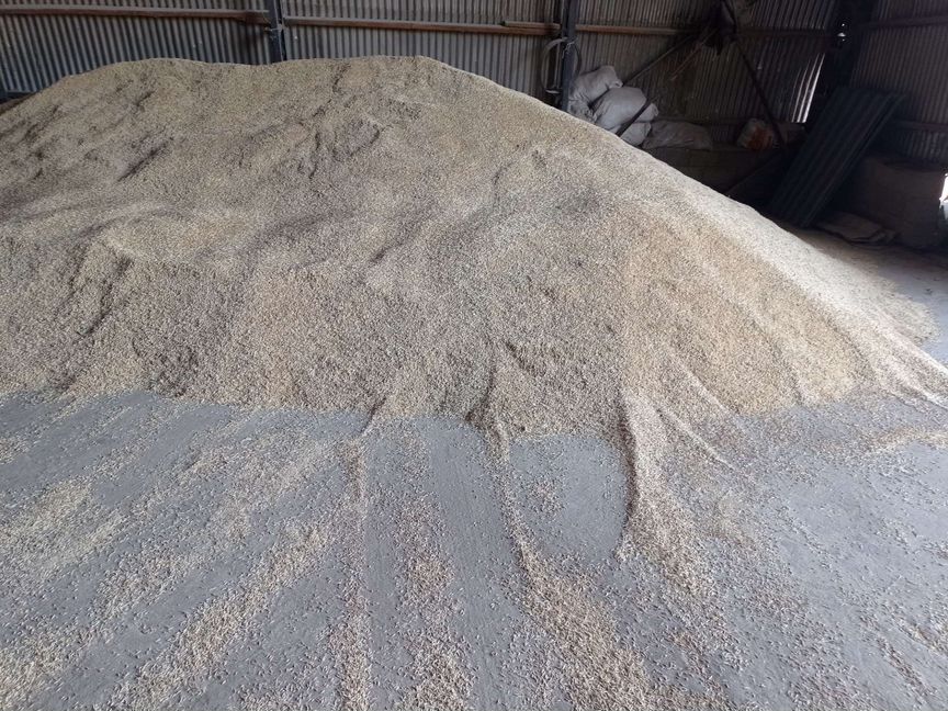 Продам зерно овес