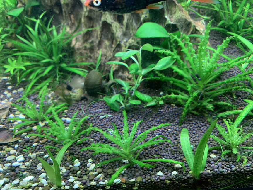 Аквариумные растения. Растения для аквариума