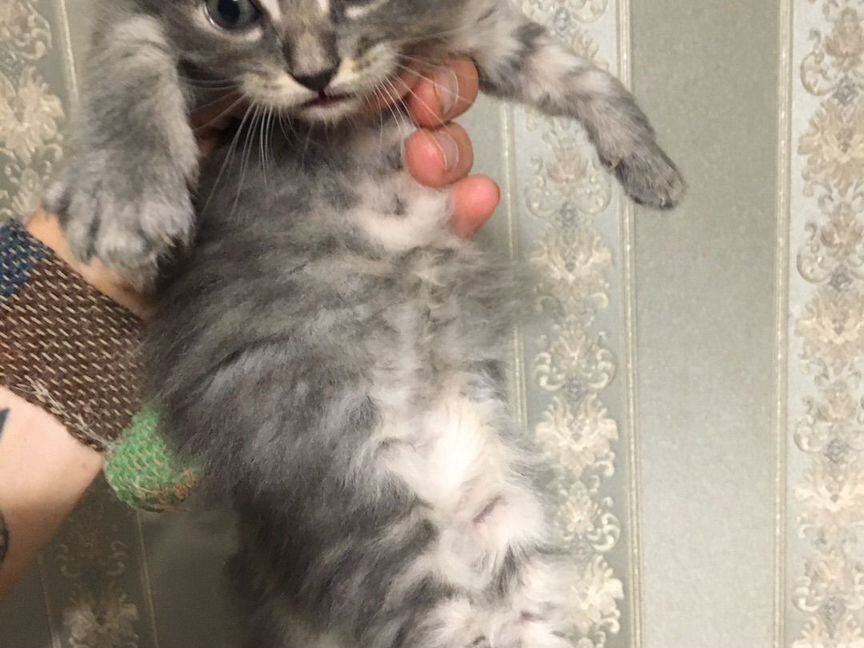 Котята в добрые руки бесплатно