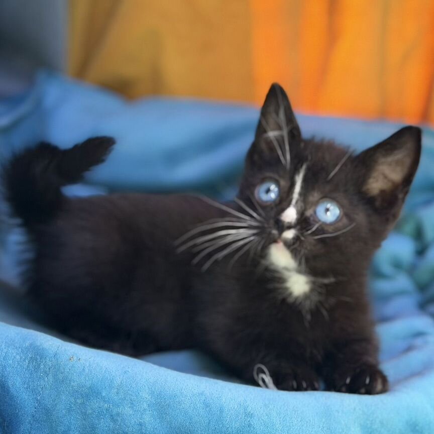 Манчкин котёнок