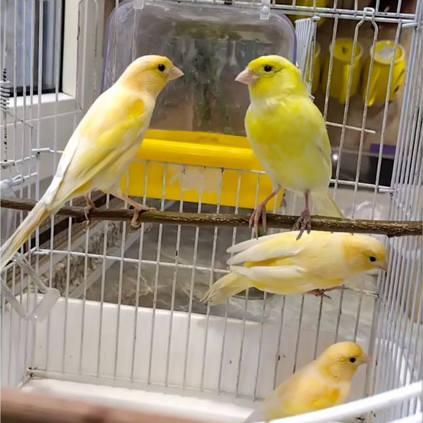 Кенара и канарейки