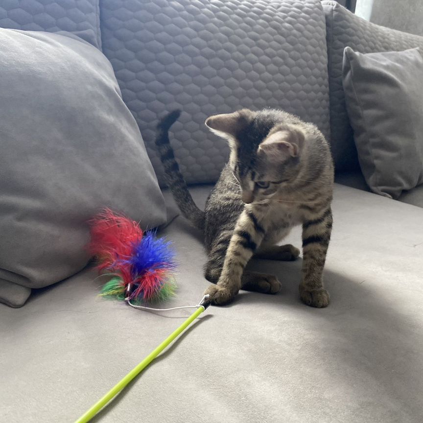 Котенок девочка