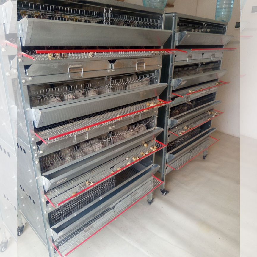 Клетки для перепелов Готовый бизнес