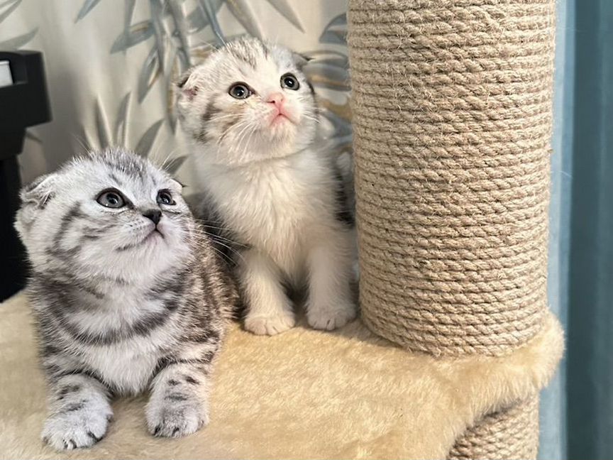 Шотландские вислоухие котята