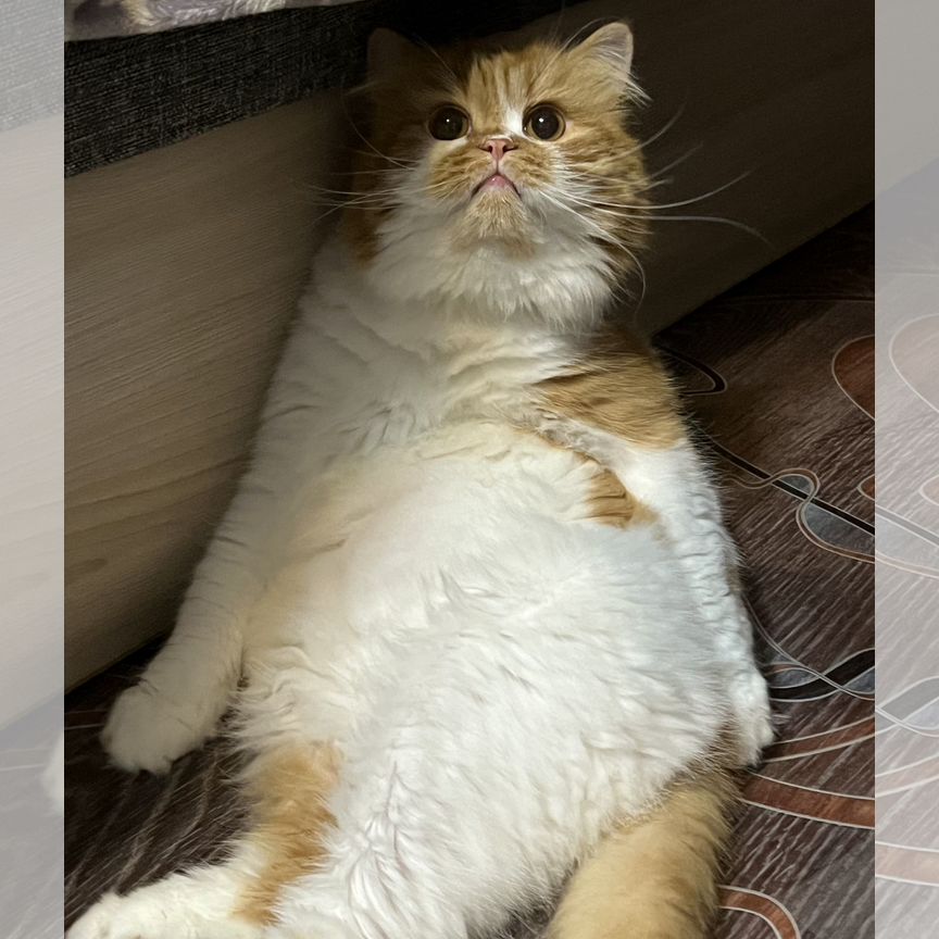 Взрослый кот в добрые руки