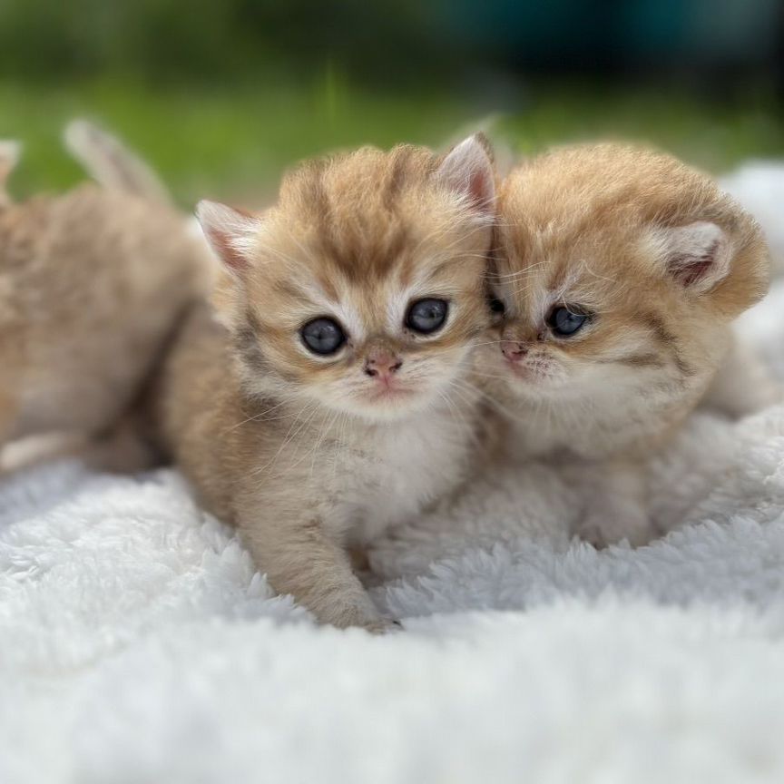 Британские котики