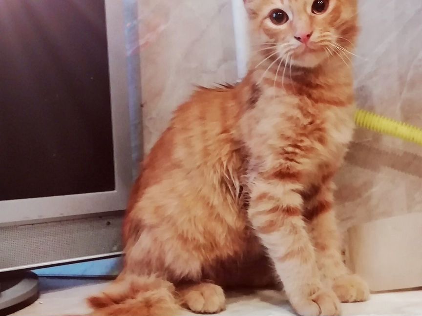 Рыжий котенок