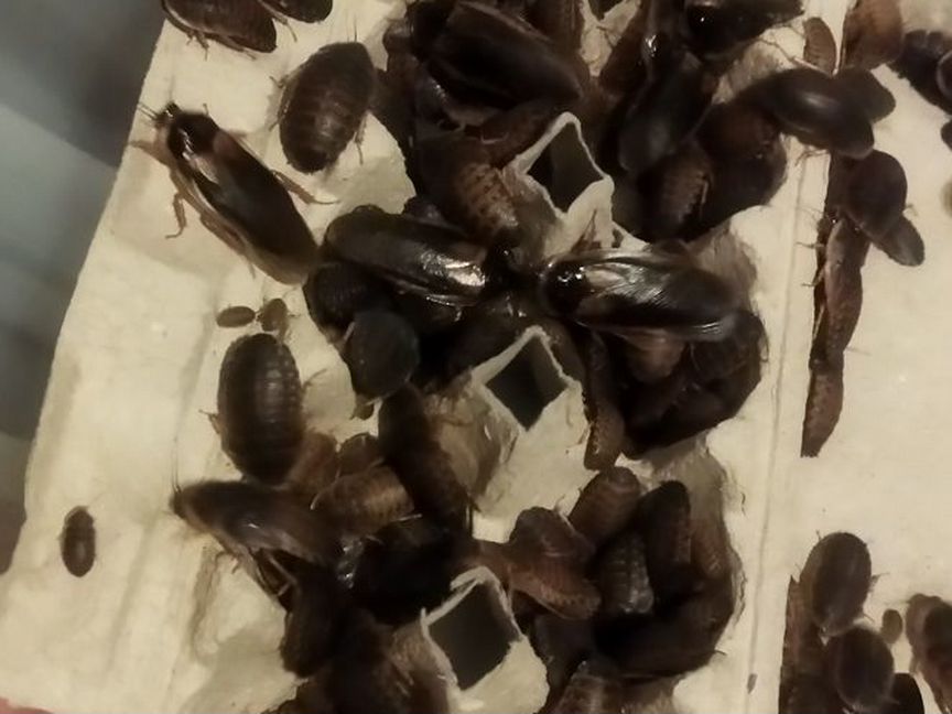 Аргентинский таракан