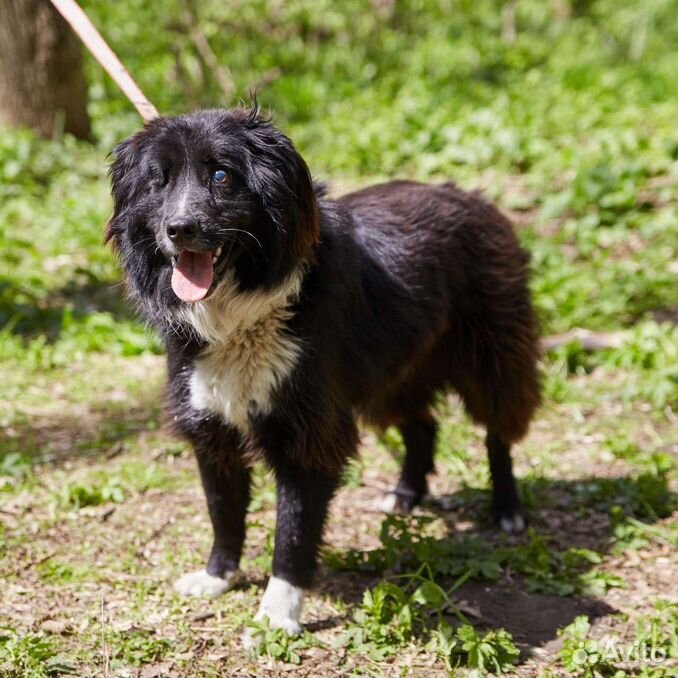 В добрые руки особенный пёс Ирис