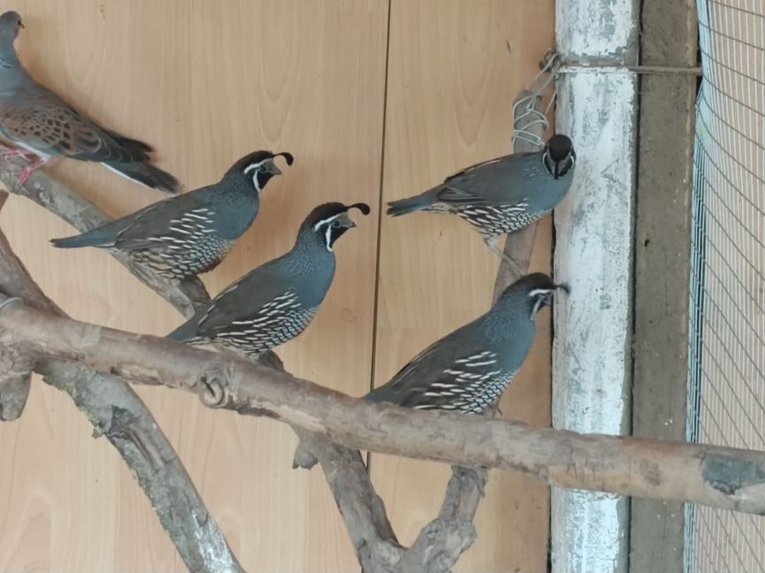 Калифорнийский перепел