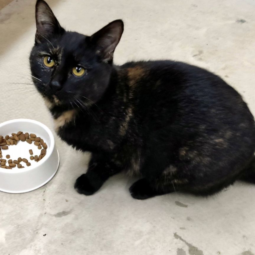 Молодая кошечка Астра, ей 1 год