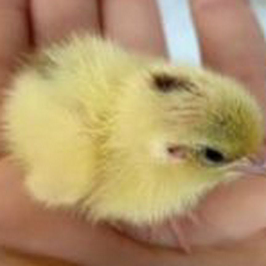 Перепела суточные