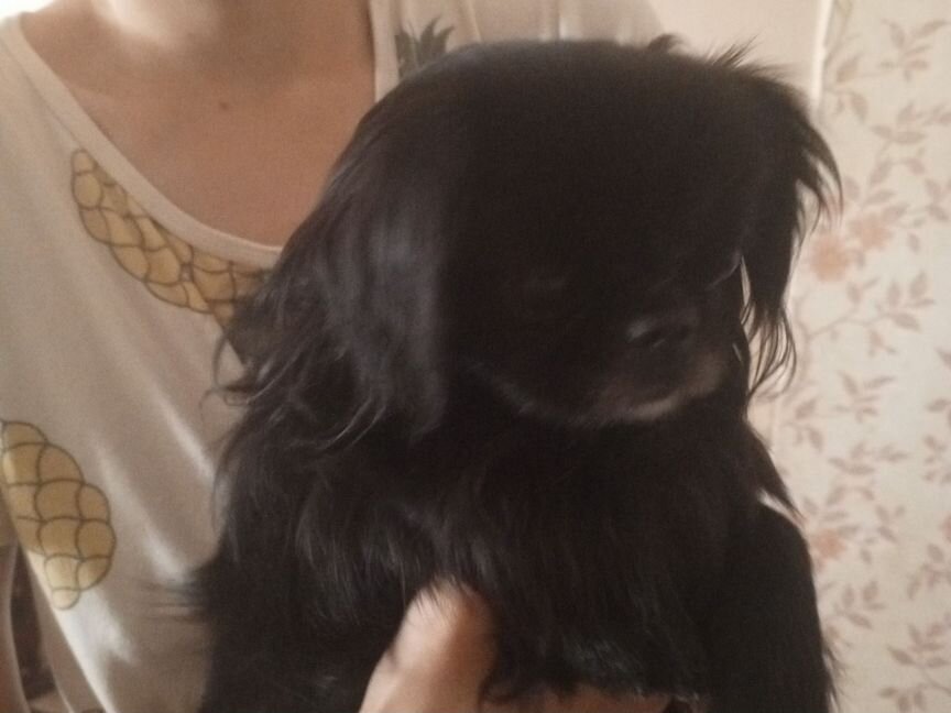 Отдам собаку в добрые руки пекинес