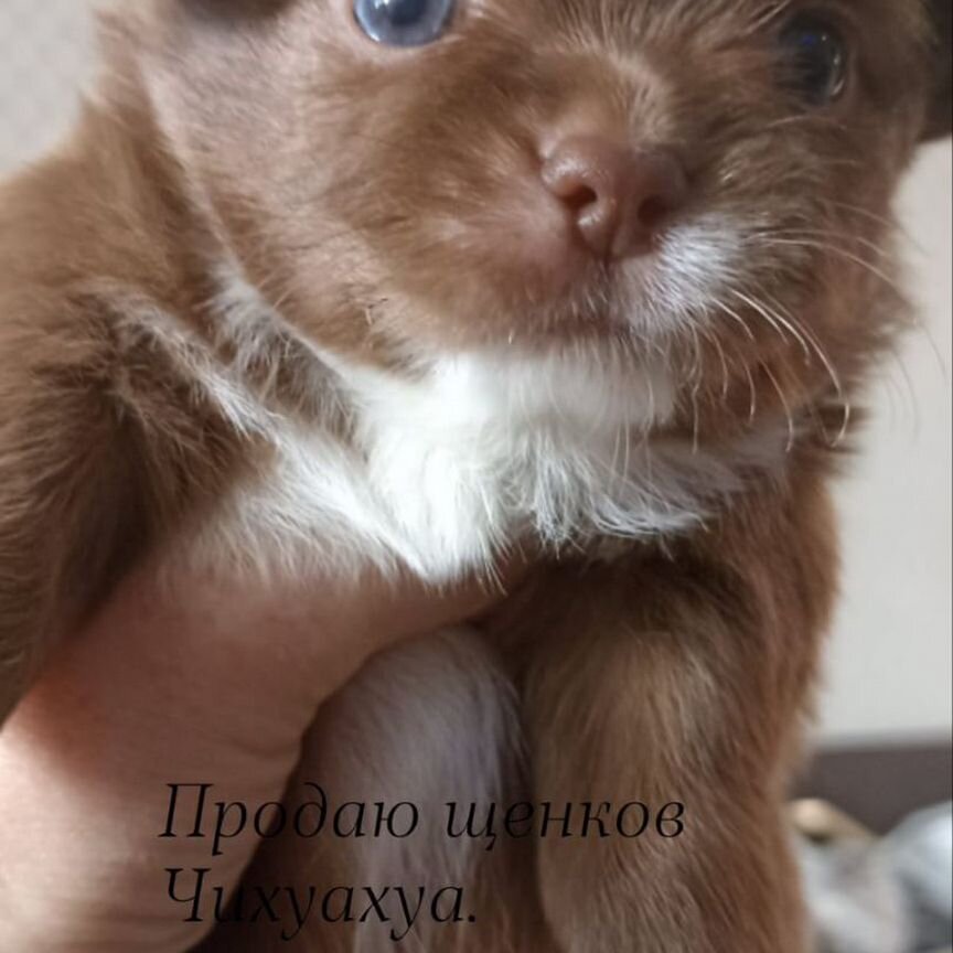 Щенки чихуахуа