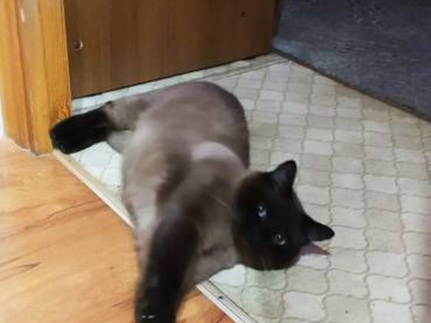 Отдам кота в добрые руки