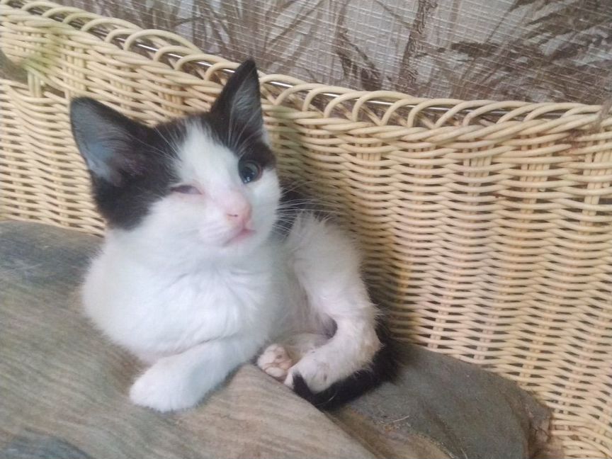 Котенок крошка ищет семью
