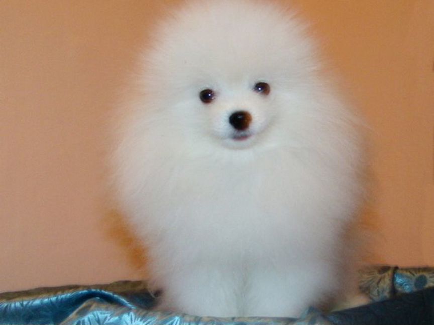 Шпиц красивый мальчишка