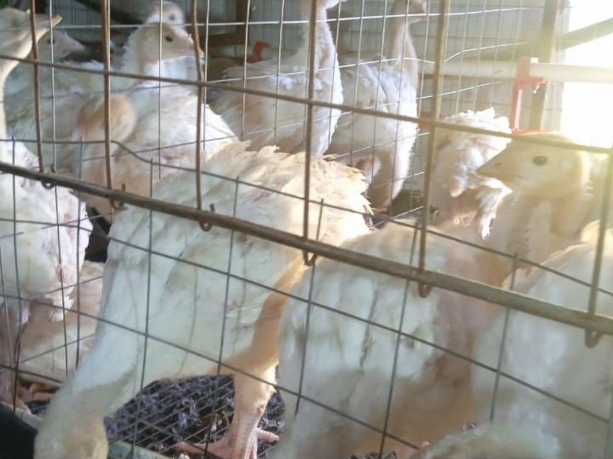 Индюки 45 дней