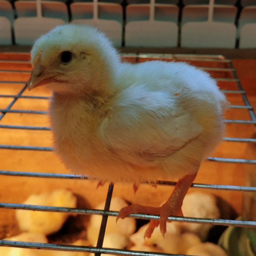 Цыплята бройлеры