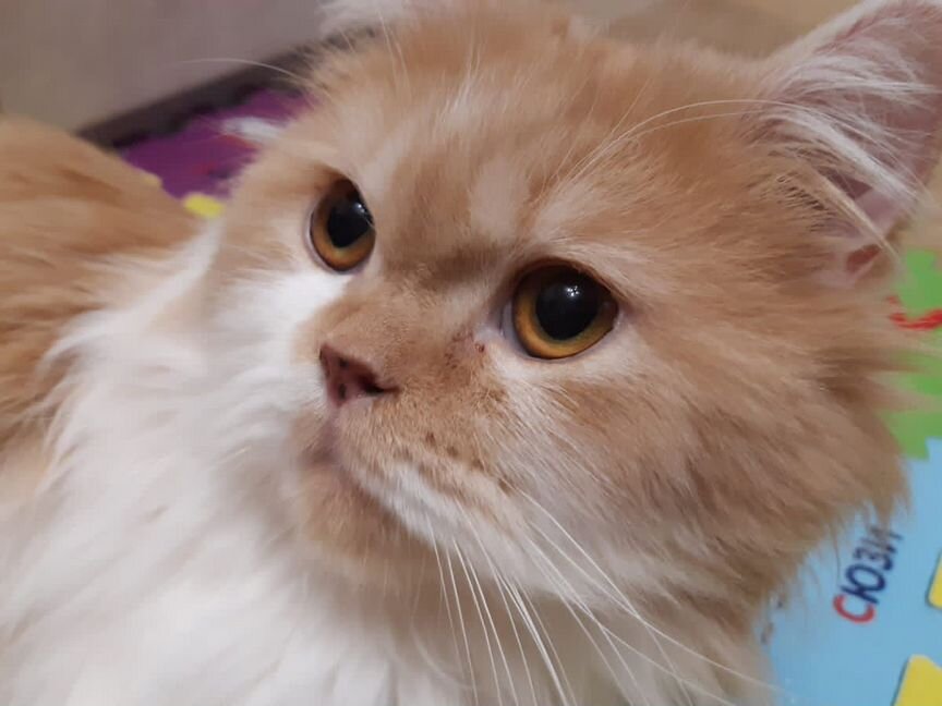 Отдам в добрые руки кота