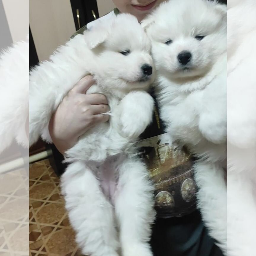 Самоедская лайка щенки