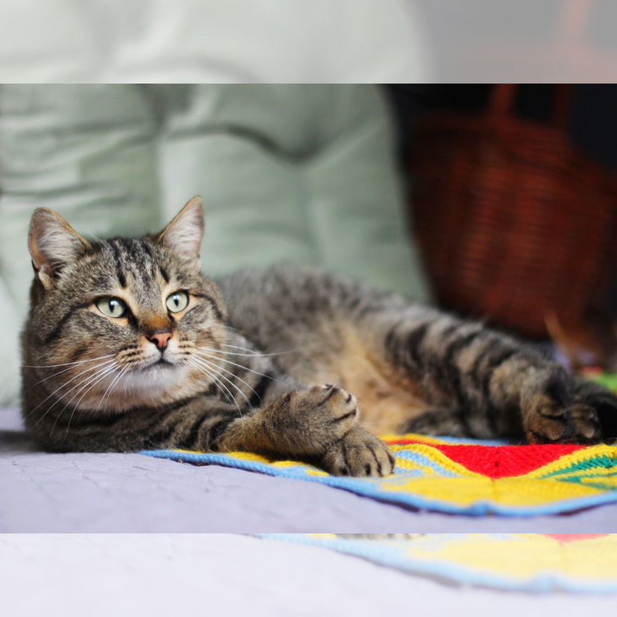 Взрослый кот в добрые руки