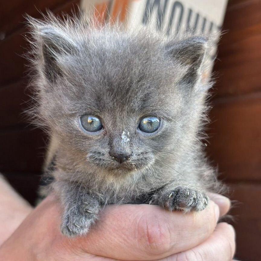 Котёнок в добрые руки
