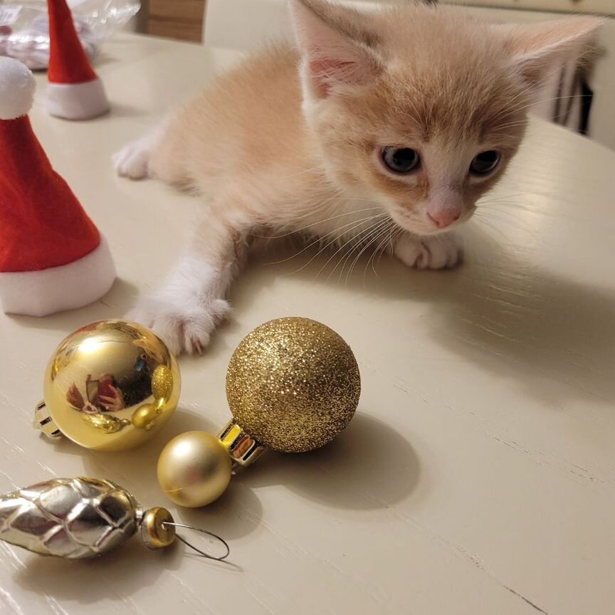 Котёнок в добрые руки