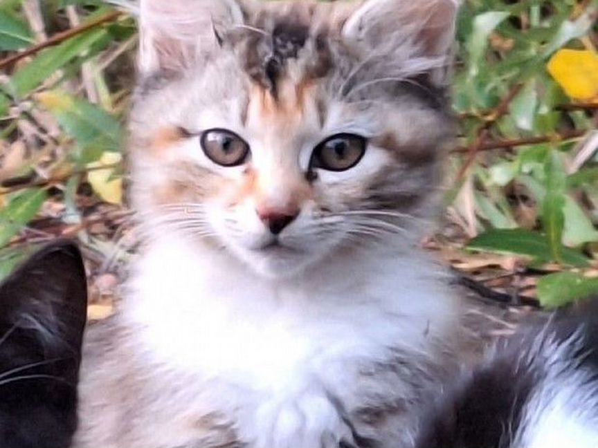 Котенок в добрые руки