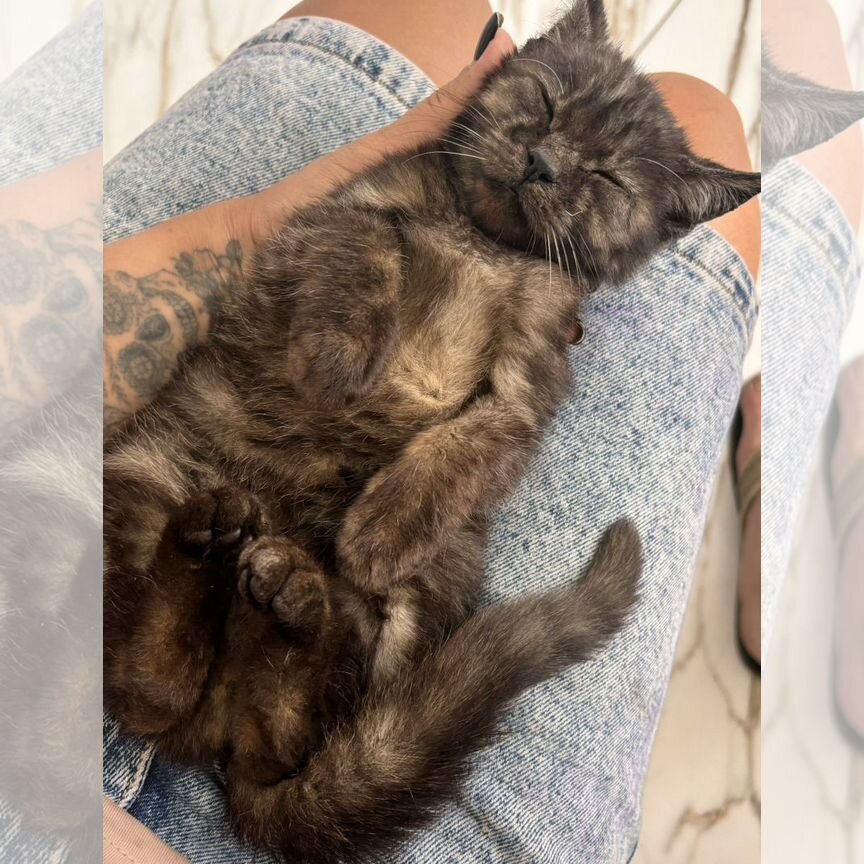 Мемный котик Гриша