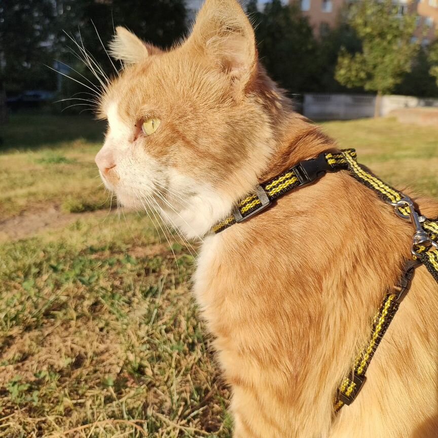 Безопасный кот Матвей