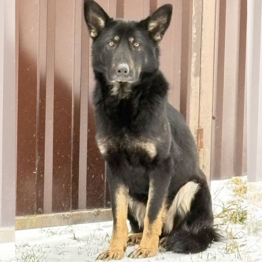 Немецкая овчарка, взрослая собака