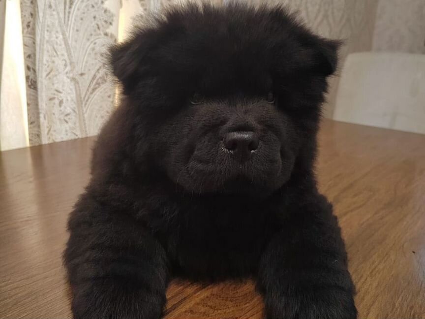 Щенки чау-чау смуф