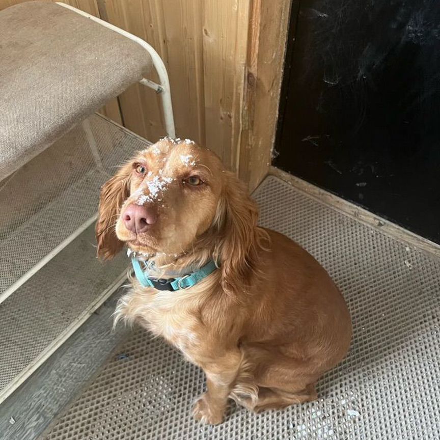 Русский охотничий спаниель, щенок