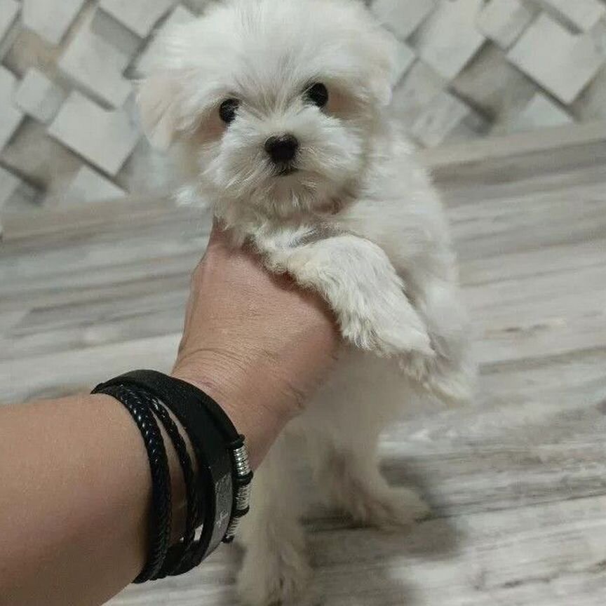 Мальтийская болонка, щенок