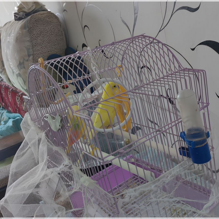 Волнистый попугай ручной