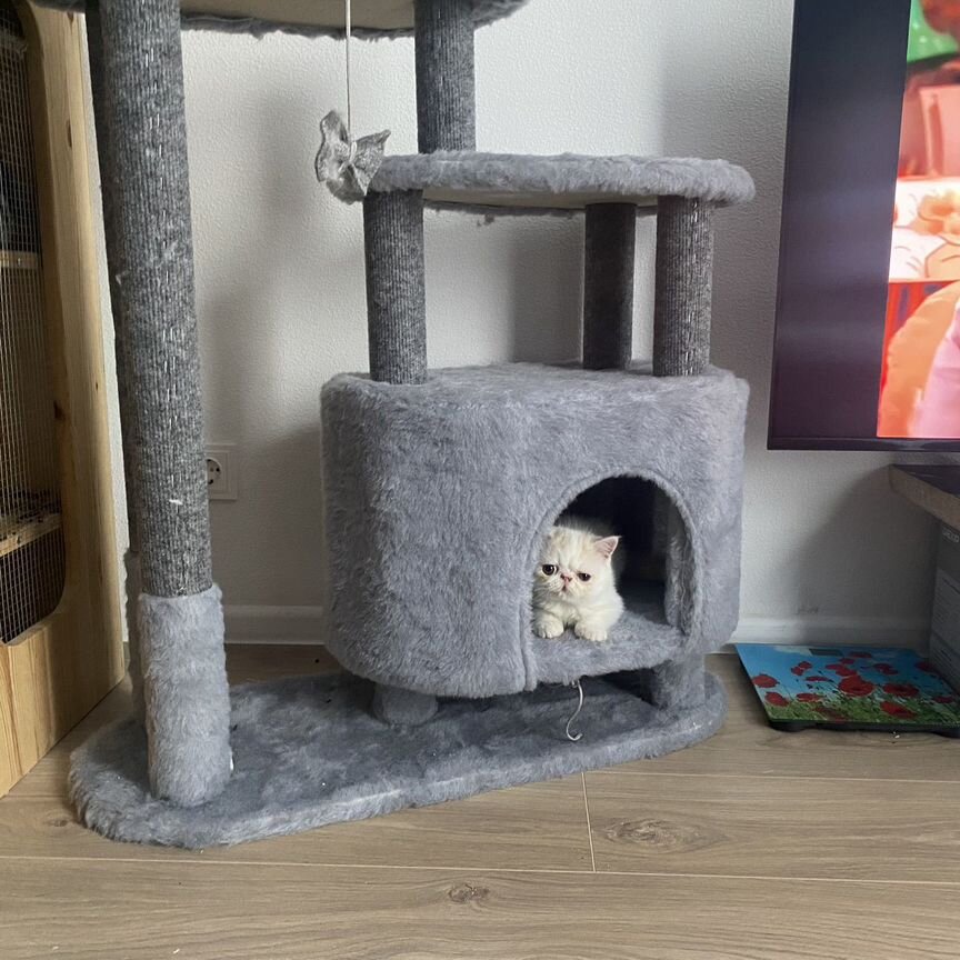 Когтеточка